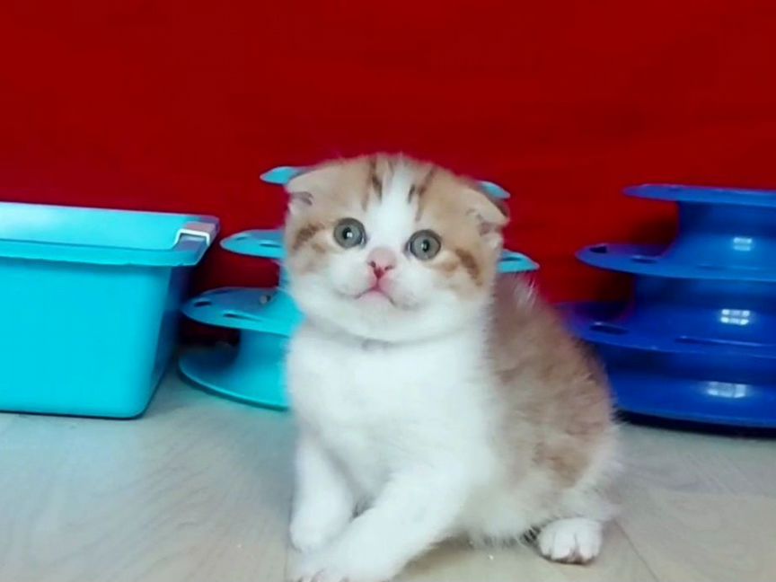 Шотландская