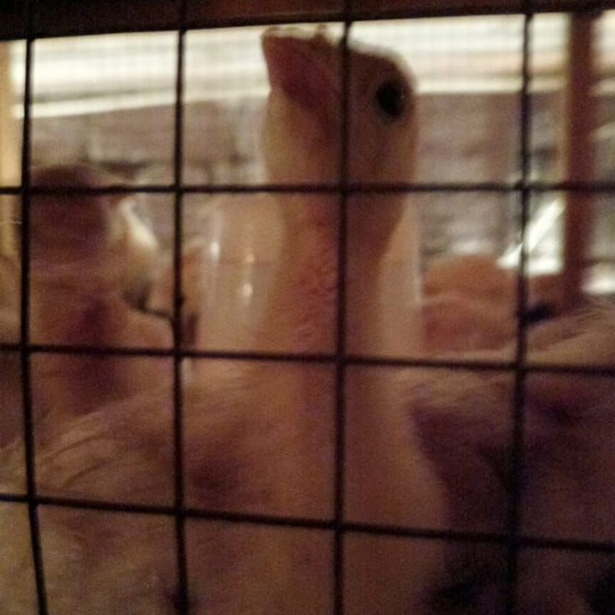 Индюшата подрощенные