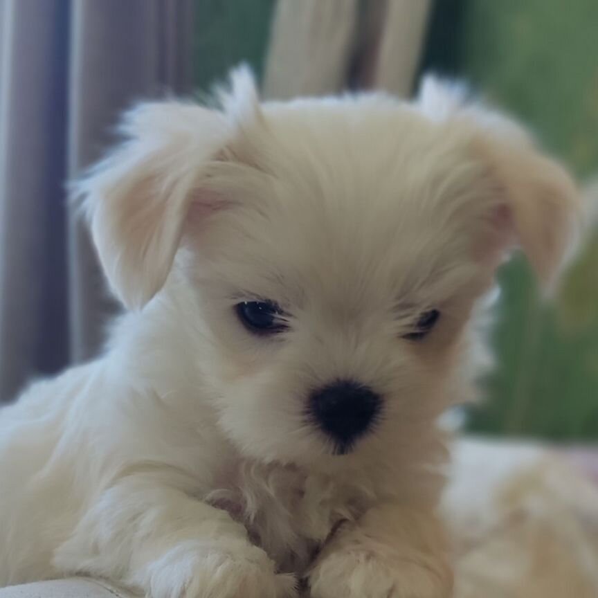 Мальтезе щенок