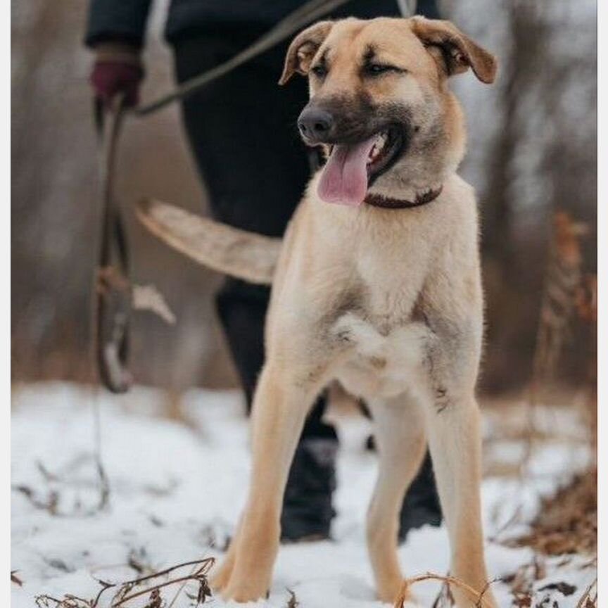 Щенку нужен дом
