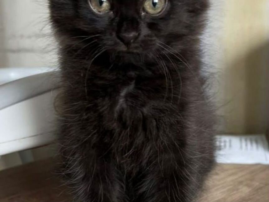 Кошка бесплатно