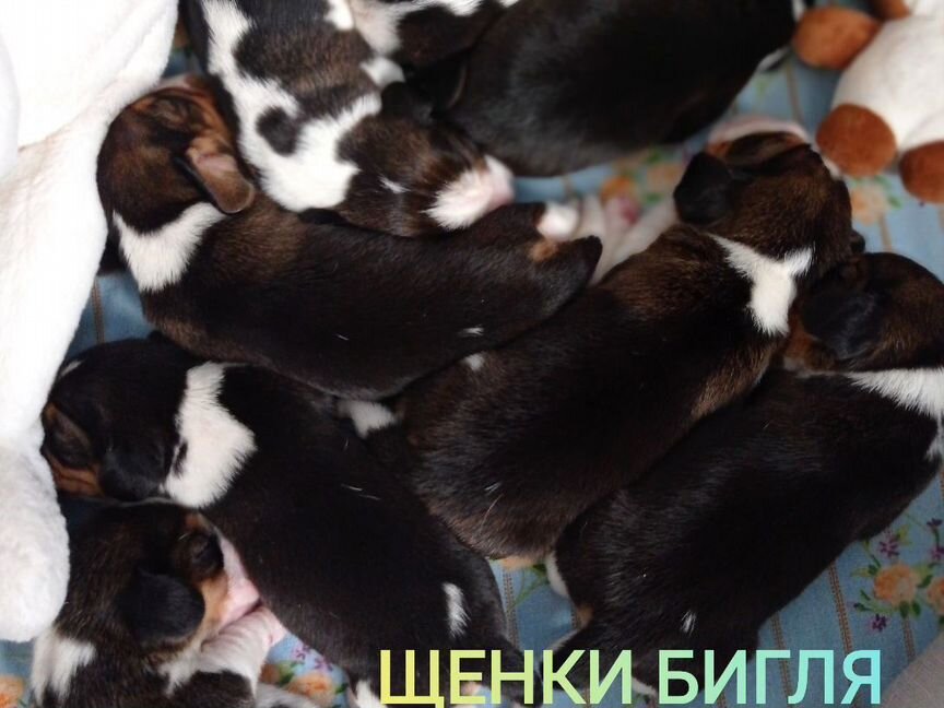 Щенки бигля питомник