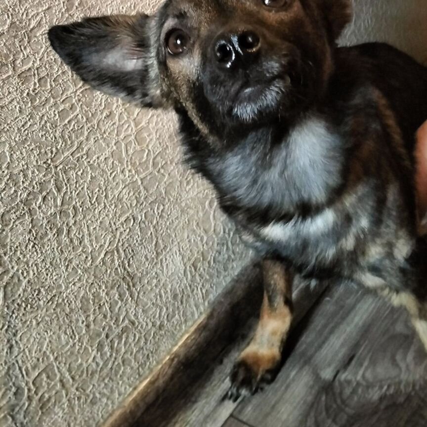 Чудесная собака Лилу