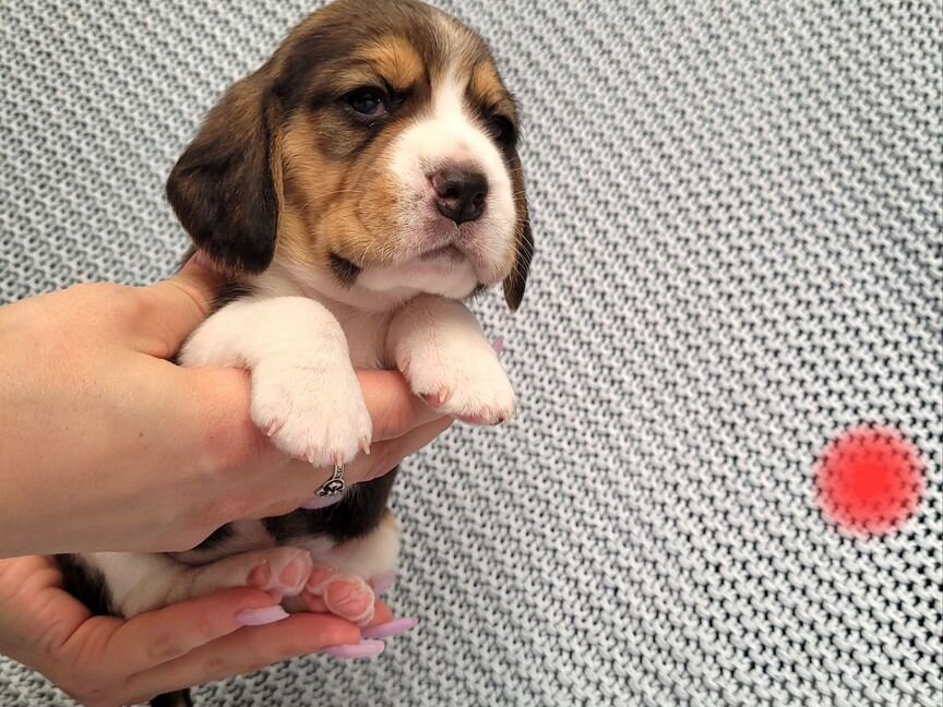 Бигльюша девочка