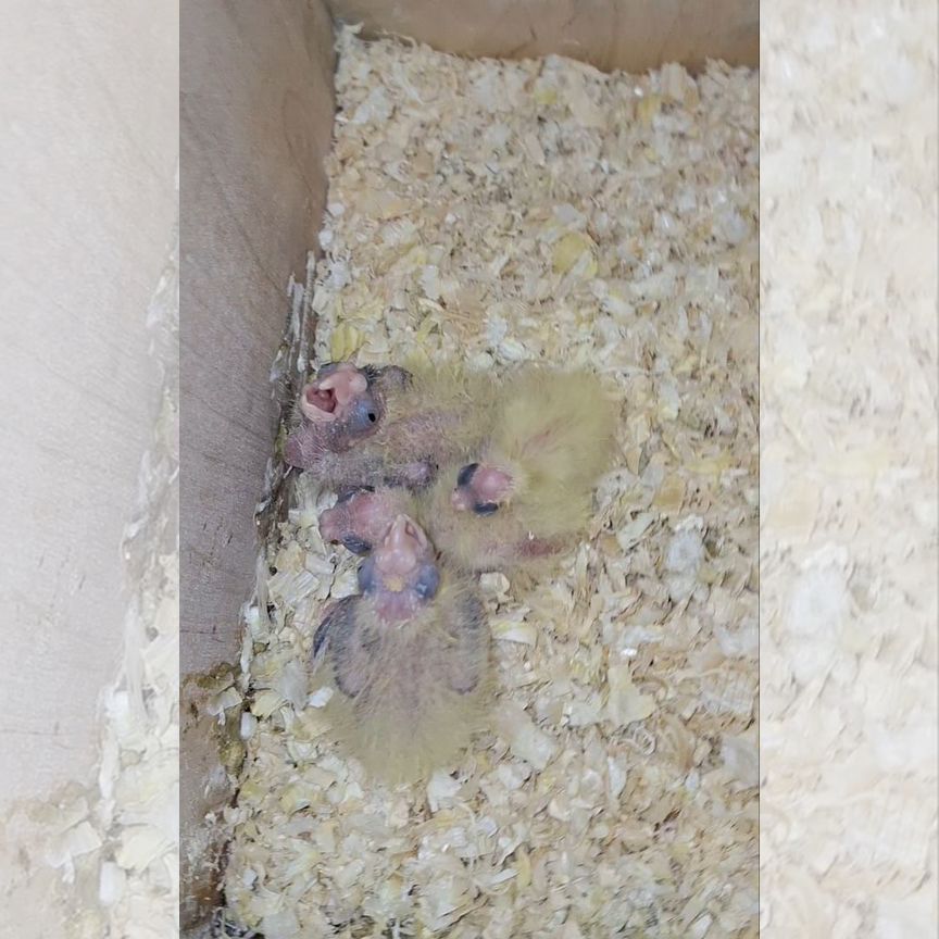 Малыши коррелы