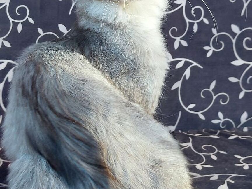 Котята мейн-кун