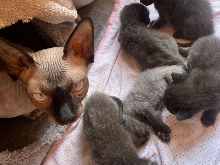 Котята в добрые руки бесплатно