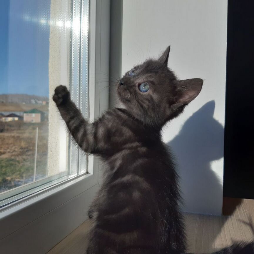 Котята в добрые руки бесплатно