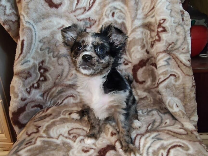 Чихуахуа девочки дл.ш