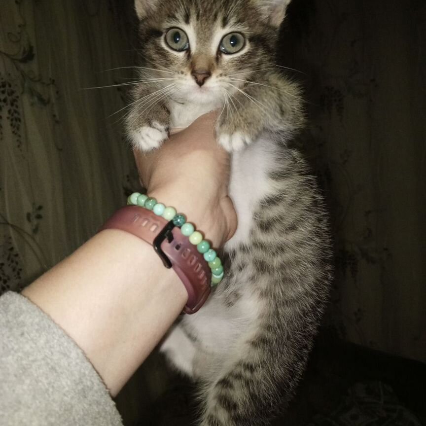 Отдам котенка в добрые руки