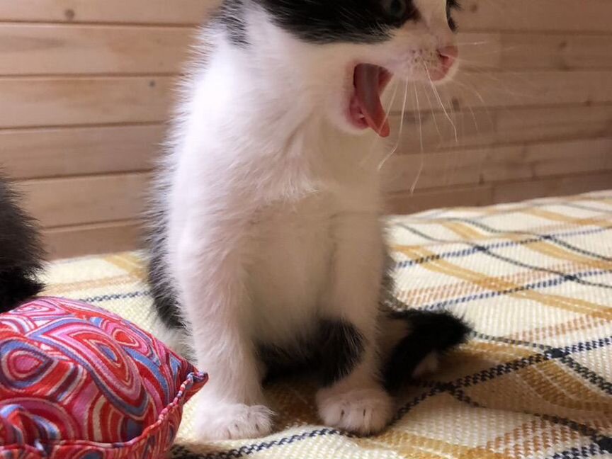 Отдаем котят в добрые руки. Бесплатно