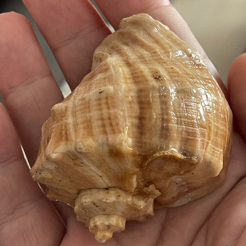 Морская ракушка из Анголы