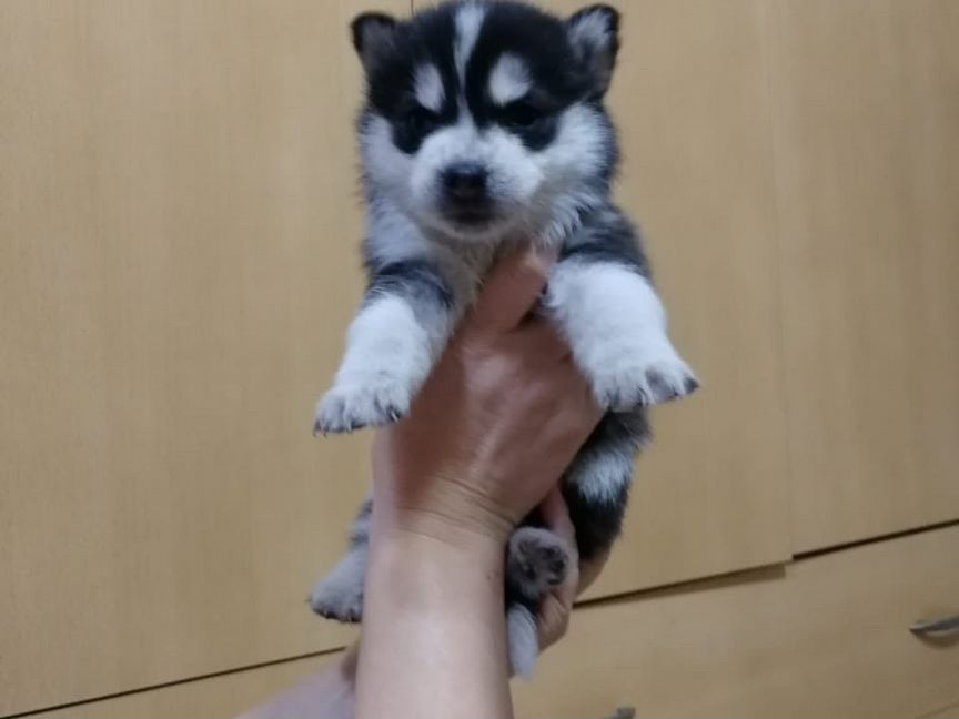 Щенки хаски