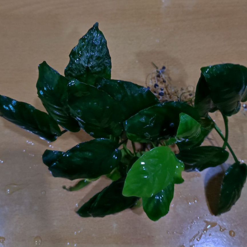 Аквариумное растение Анубиас