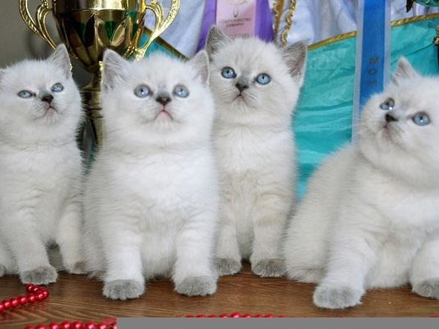 Колорные британские котята