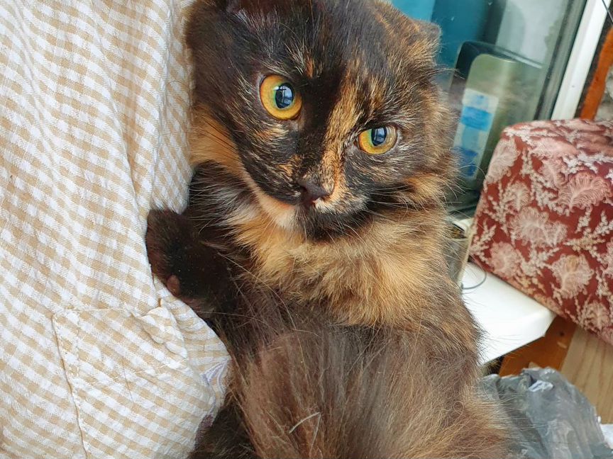 Котёнок-девочка, 5 мес