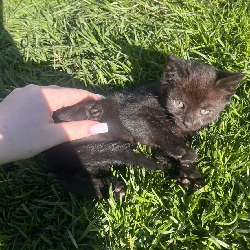 Котёнок в добрые руки