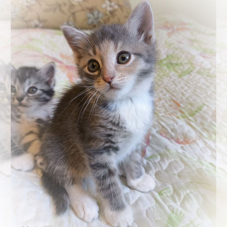 Котёнок в добрые руки