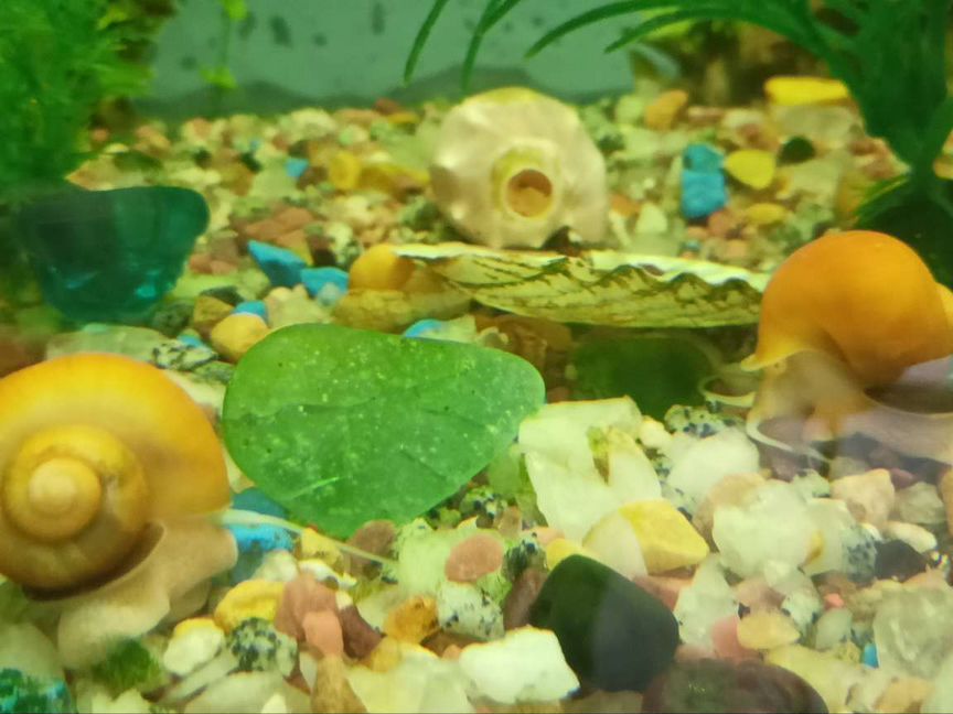 Улитки Ампулярии