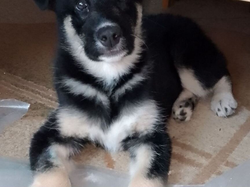 Собака в добрые руки щенок