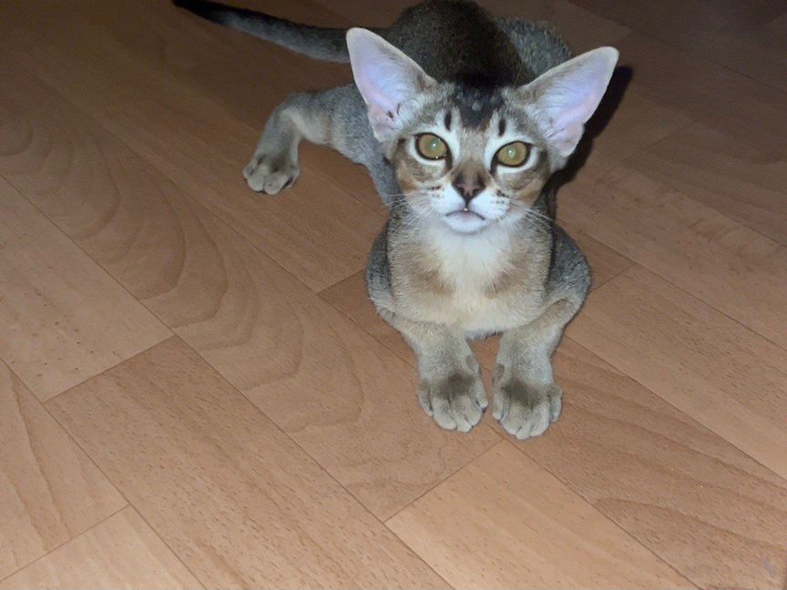 Абиссинская кошка