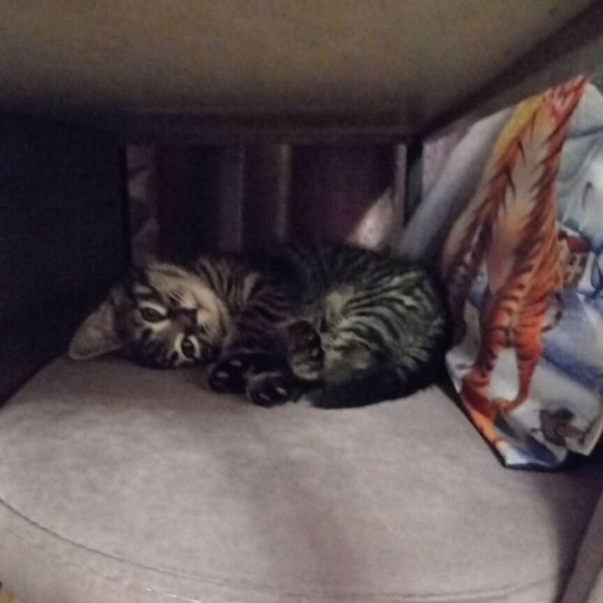 Отдам бесплатно котёнка