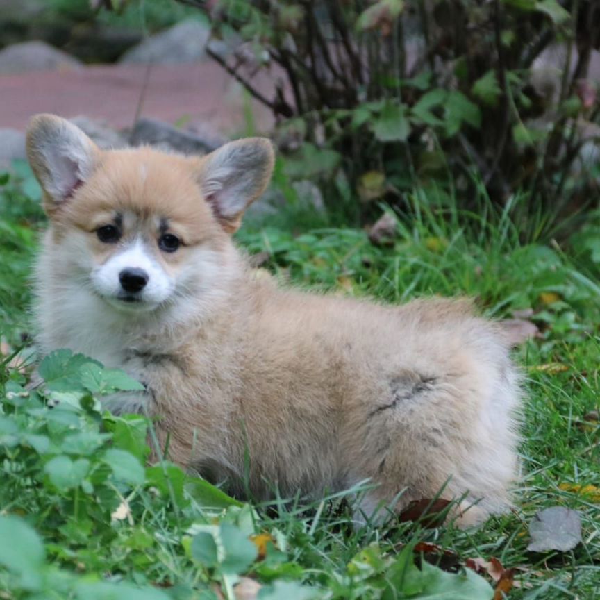 Малыши коржики