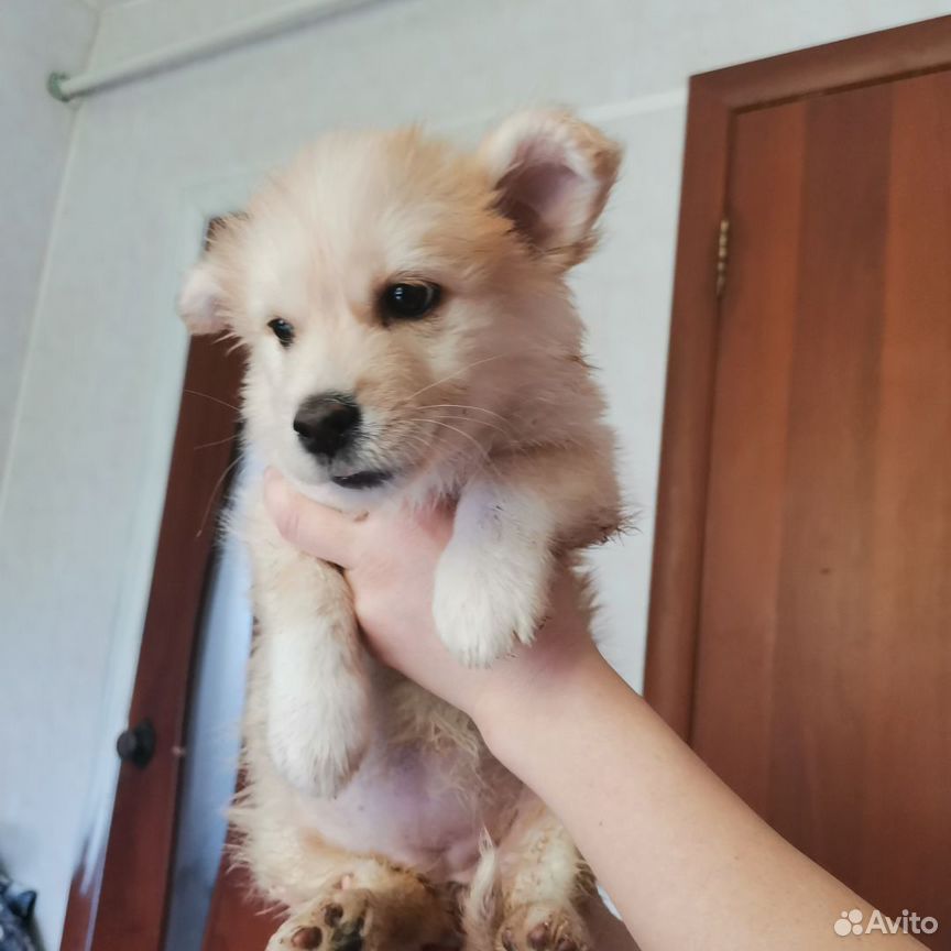 Щенки сибирской хаски