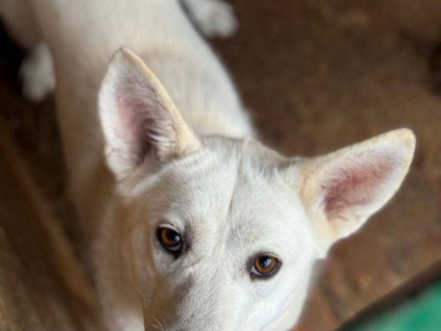 Собака Супра из приюта в добрые руки