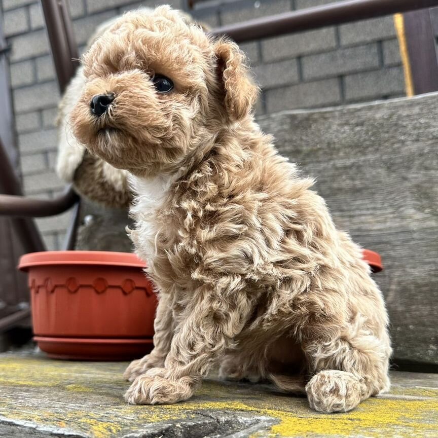 Мальтипу, щенок