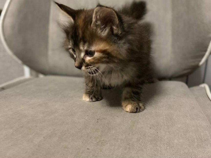 Котята курильский бобтейл