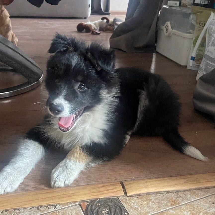 Щенок в добрые руки