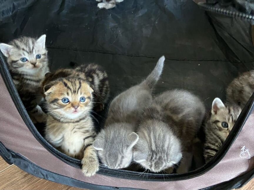 Шотландские котята