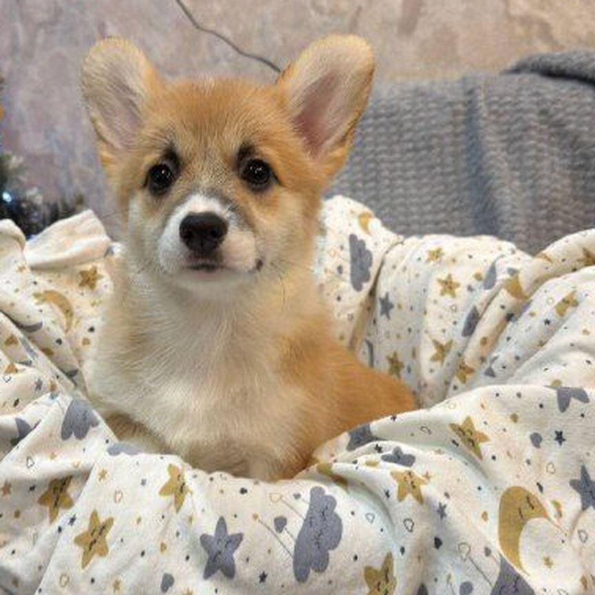 Вельш Корги Пемброк, щенок