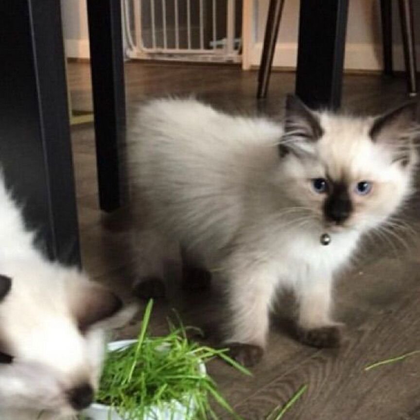 Кошечки Рэгдолл