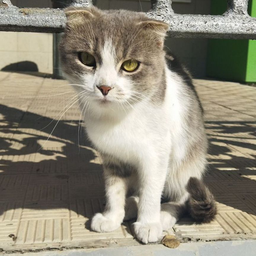 Кот шотландский вислоухий, молодой