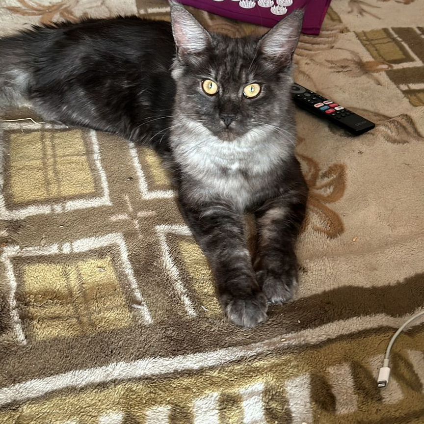 Мейн-кун вязка