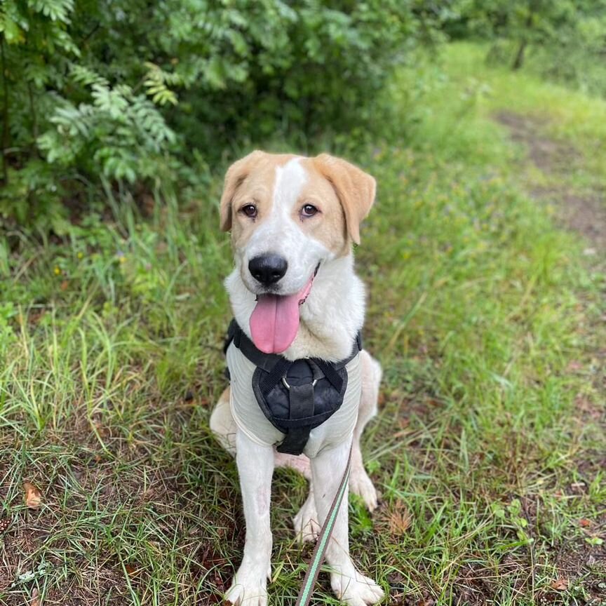 Спокойная собака Лада в дар