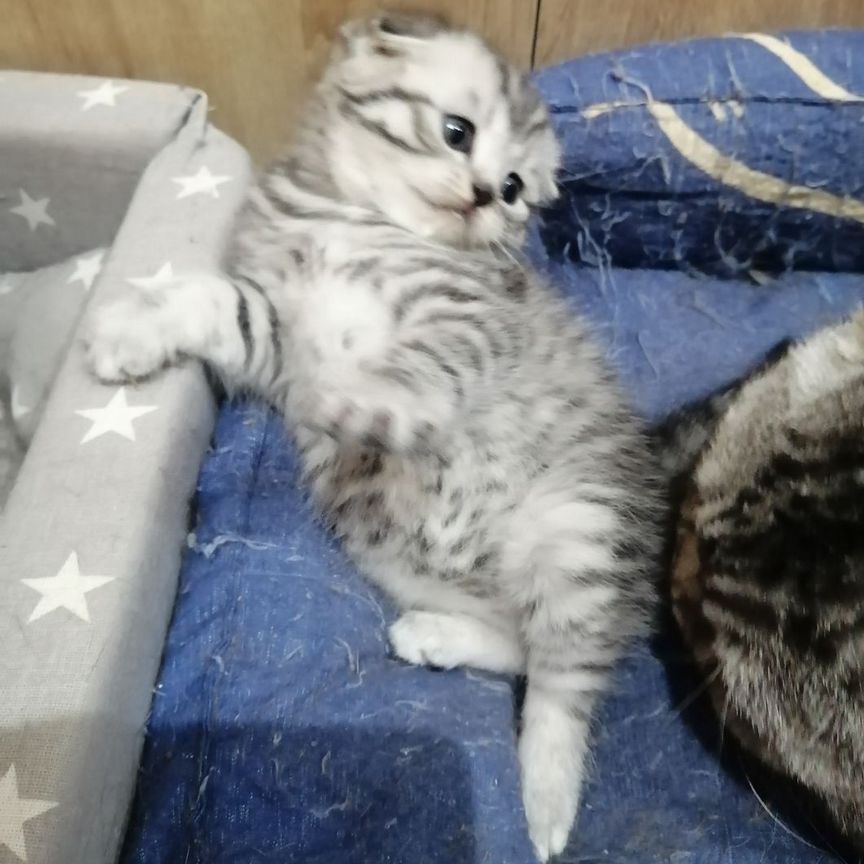 Шотландский вислоухий короткошёрстный котёнок