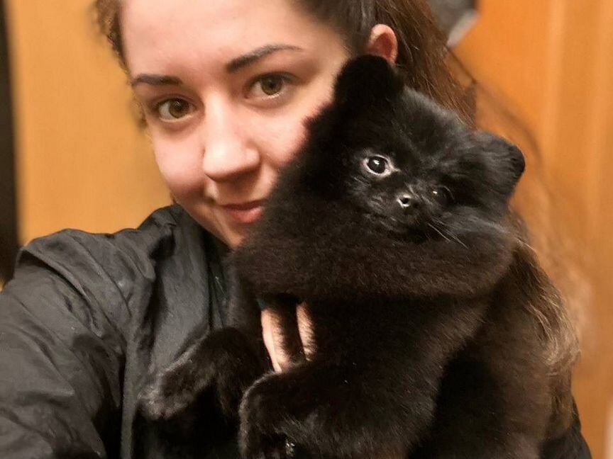 Померанский шпиц мини микро