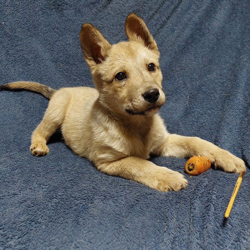 Щенок в добрые руки