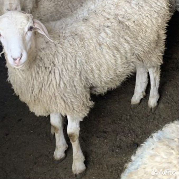 Барашка 4 месяца