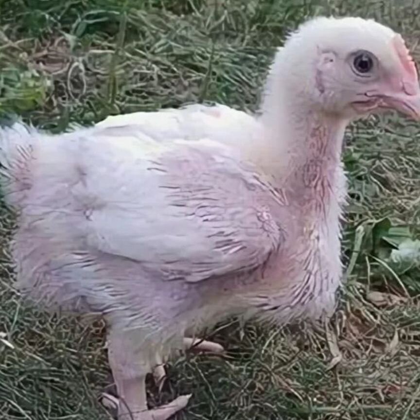 Цыплята. Центр