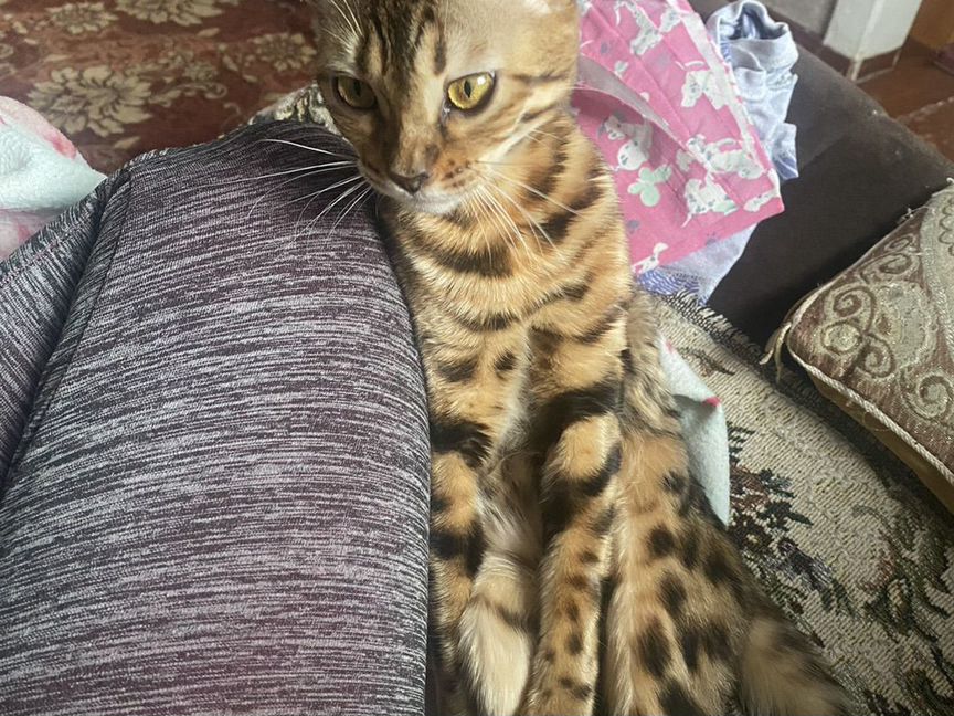 Бенгальская кошка