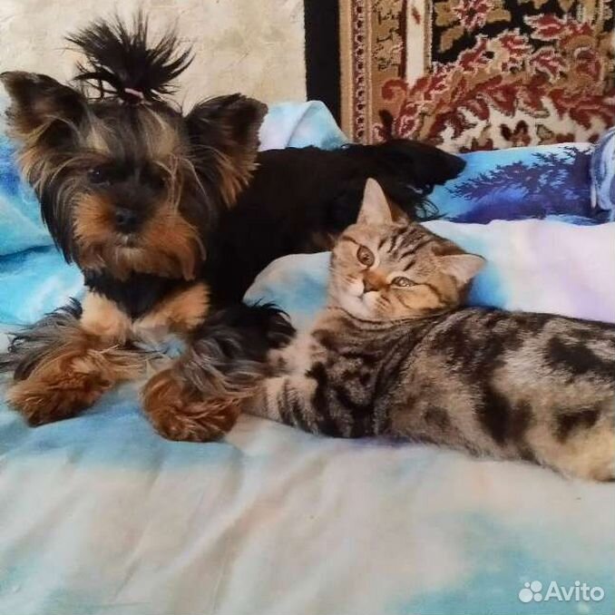 Две подрощенные кошечки
