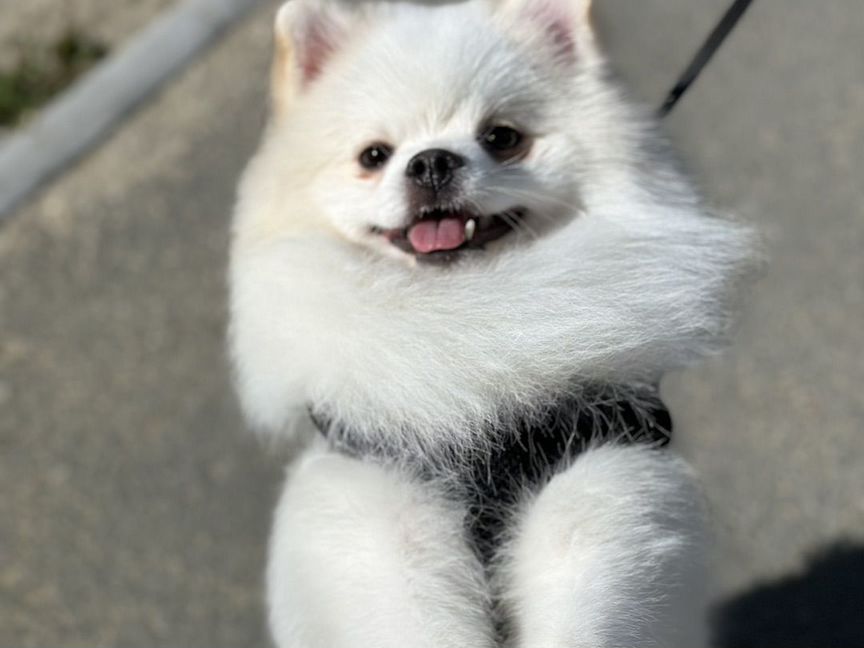 Померанский шпиц вязка кобель