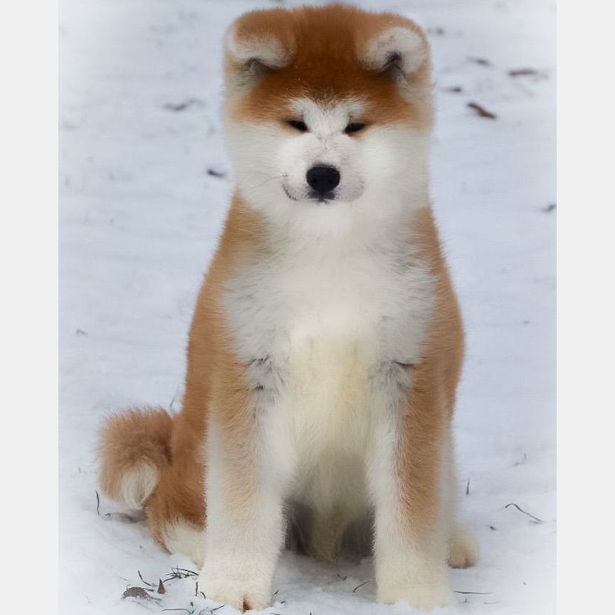 Роскошный мальчик Акита