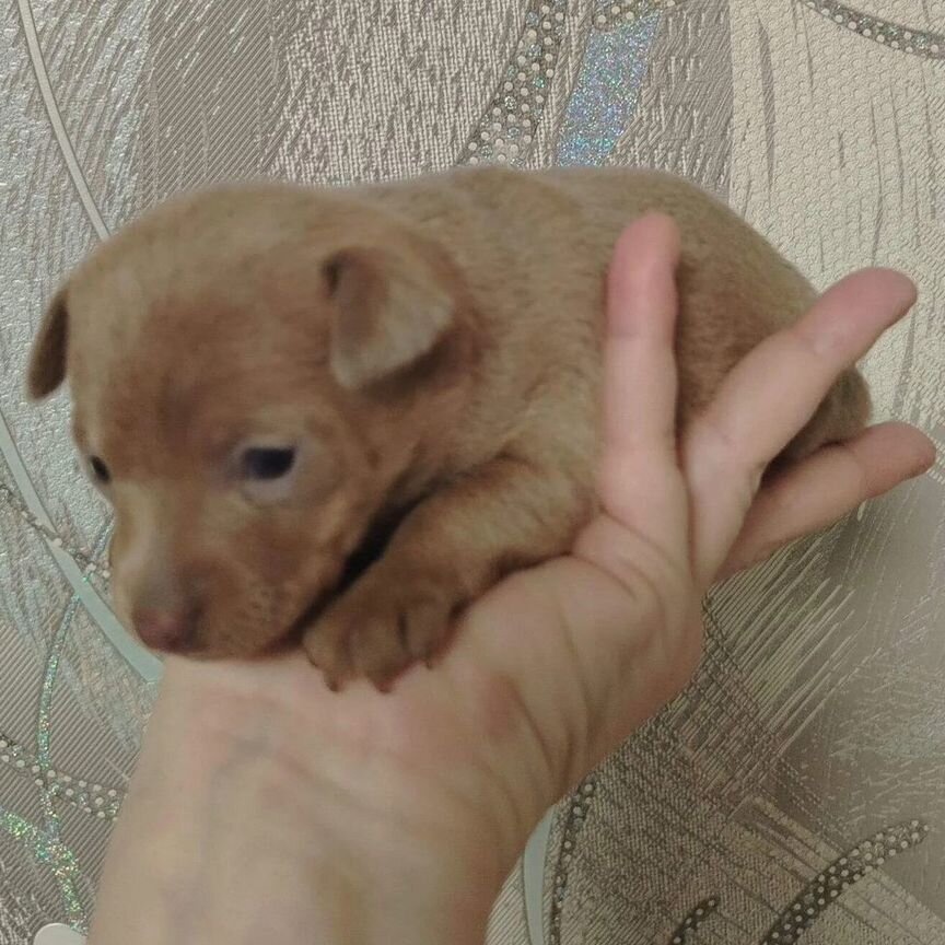 Русский той-терьер, щенок