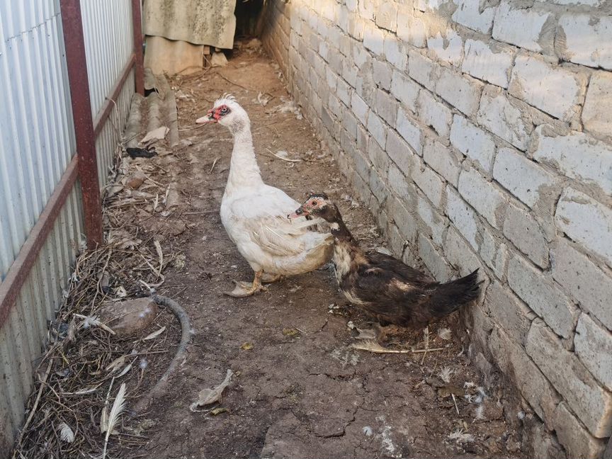 Индоутка мускусная утка