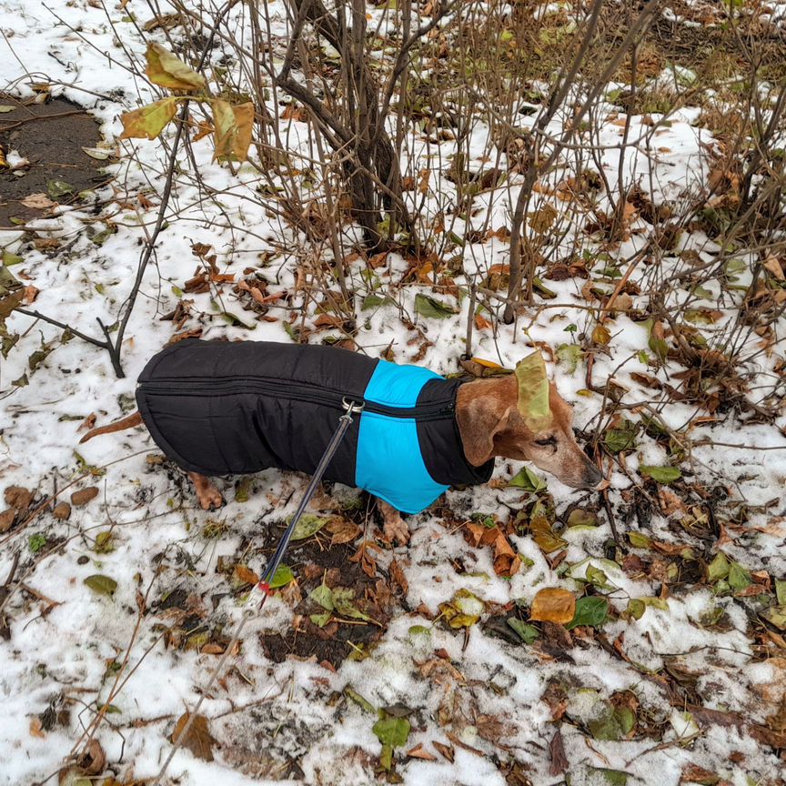 Жилет для собаки, 3XL, одежда, куртка